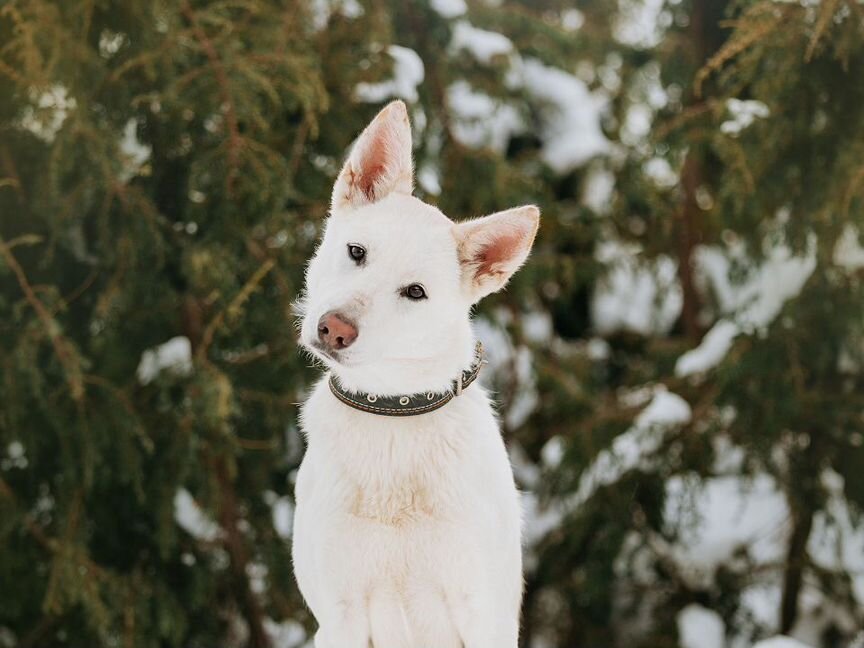 Метис маламута и лайки