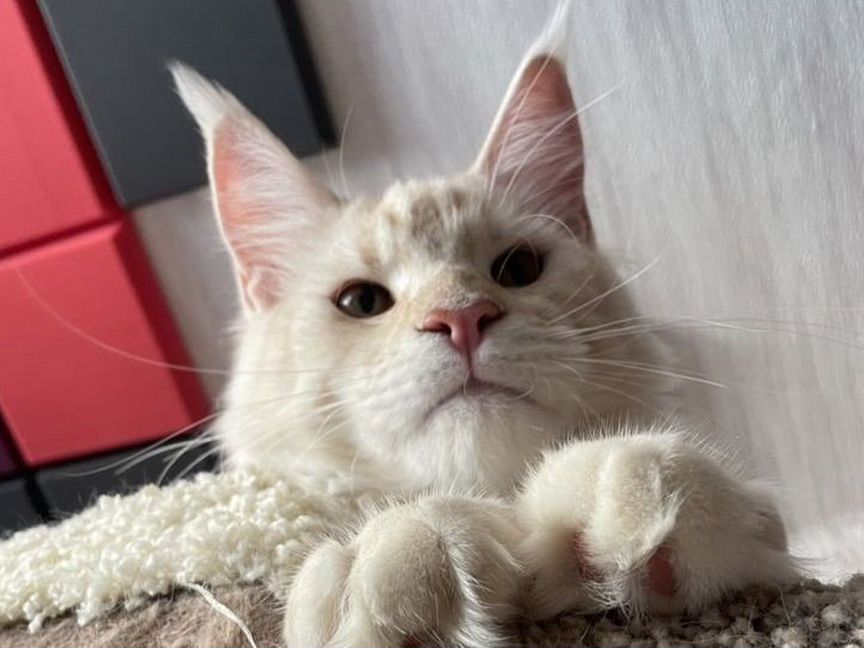 Котик мейн-кун