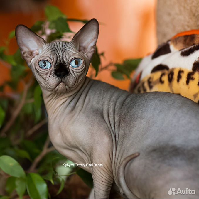 Эксклюзивная кошка Сфинкс