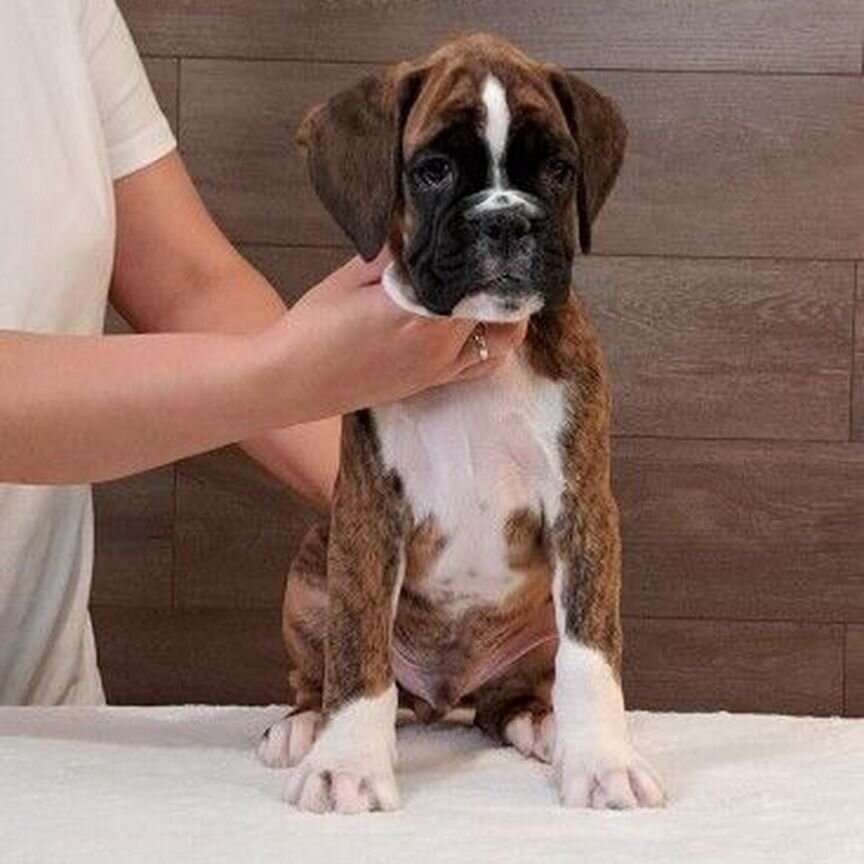 Щенки боксера мальчик