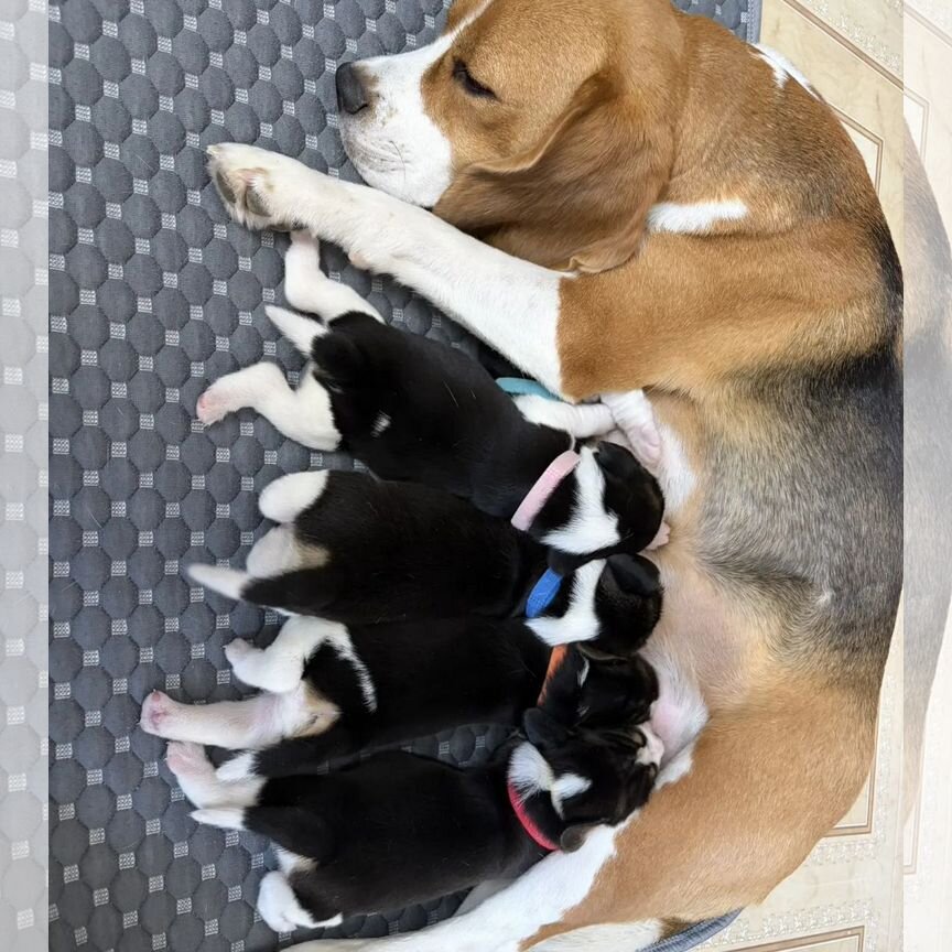 Бигль, щенок