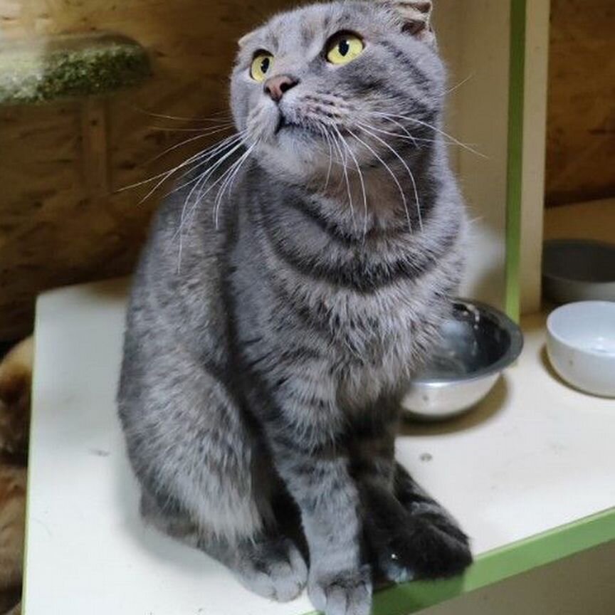 Шотландский вислоухий короткошёрстный кот, взрослый