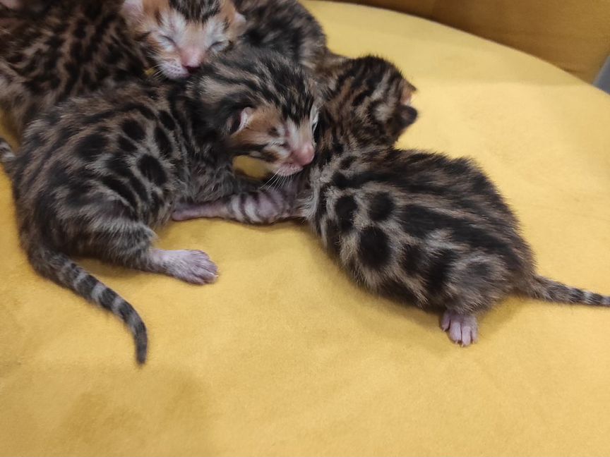 Бенгальские котята