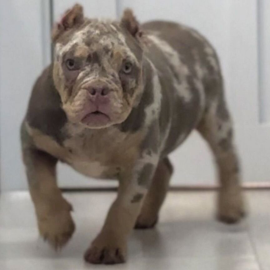 Американский булли, щенок