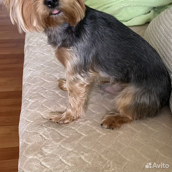 Йоркширский терьер стандарт