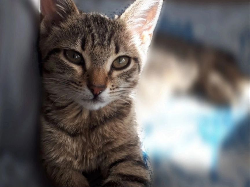Котята