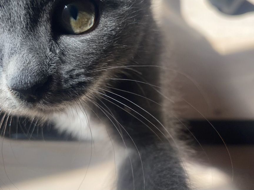 Котята бесплатно серый черный