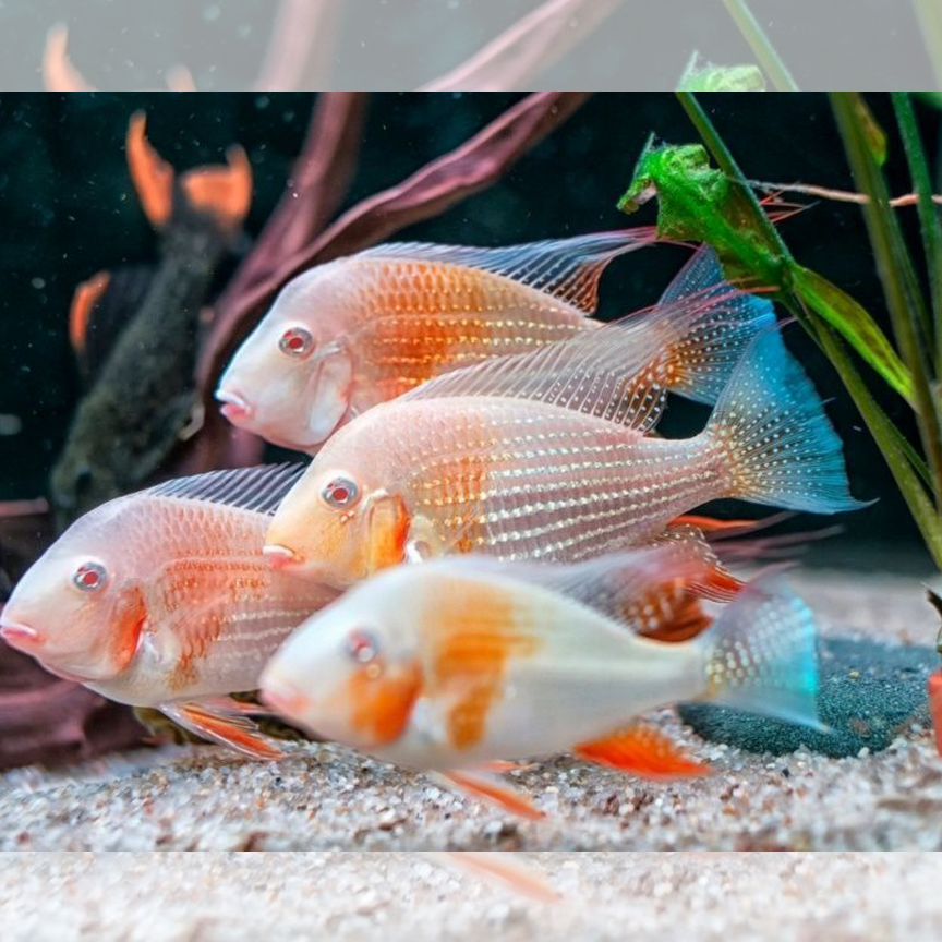 Акарихтис хеккеля Альбино