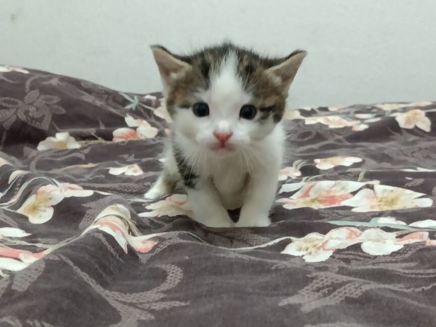 Милые котятки в добрые и любящие руки