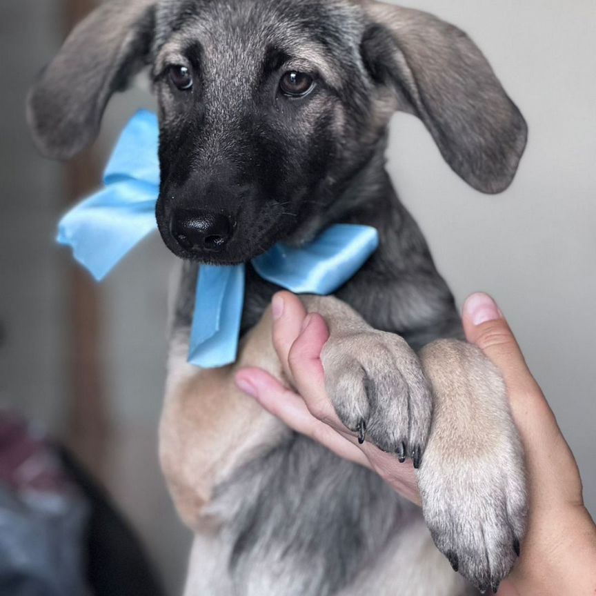 Ушастый щеночек из приюта ищет дом