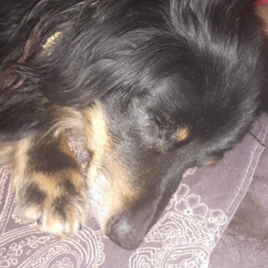 Собачка в добрые руки такса