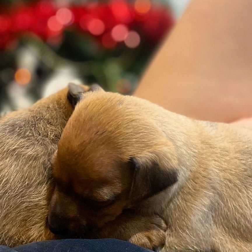 Русский той-терьер, щенок