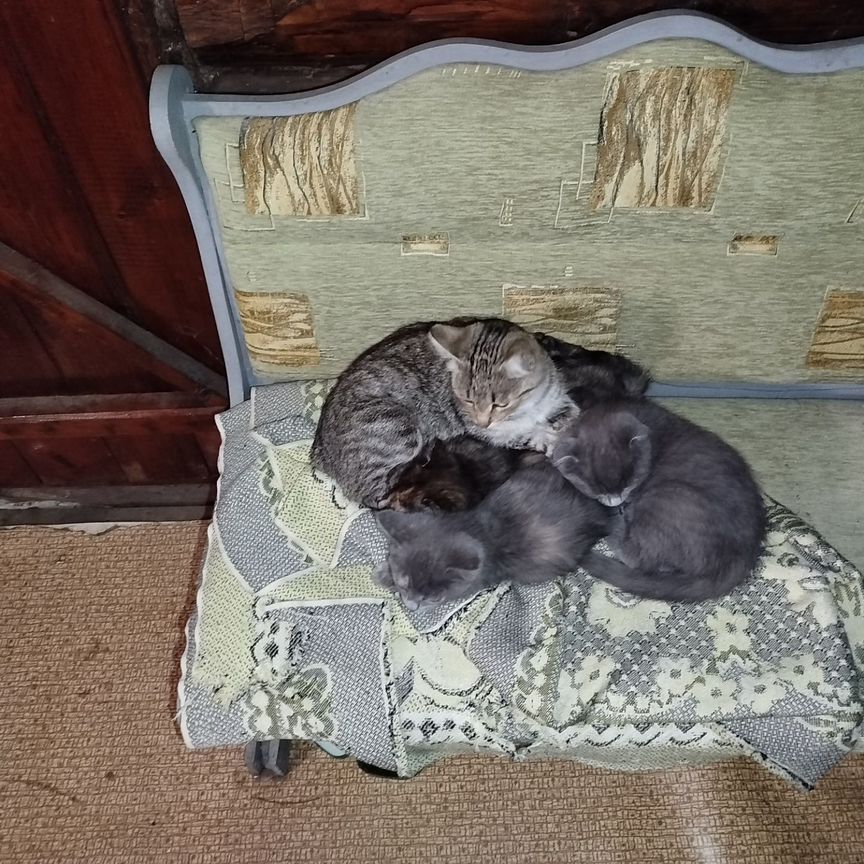 Кошка и три котёнка ищут дом, тепло