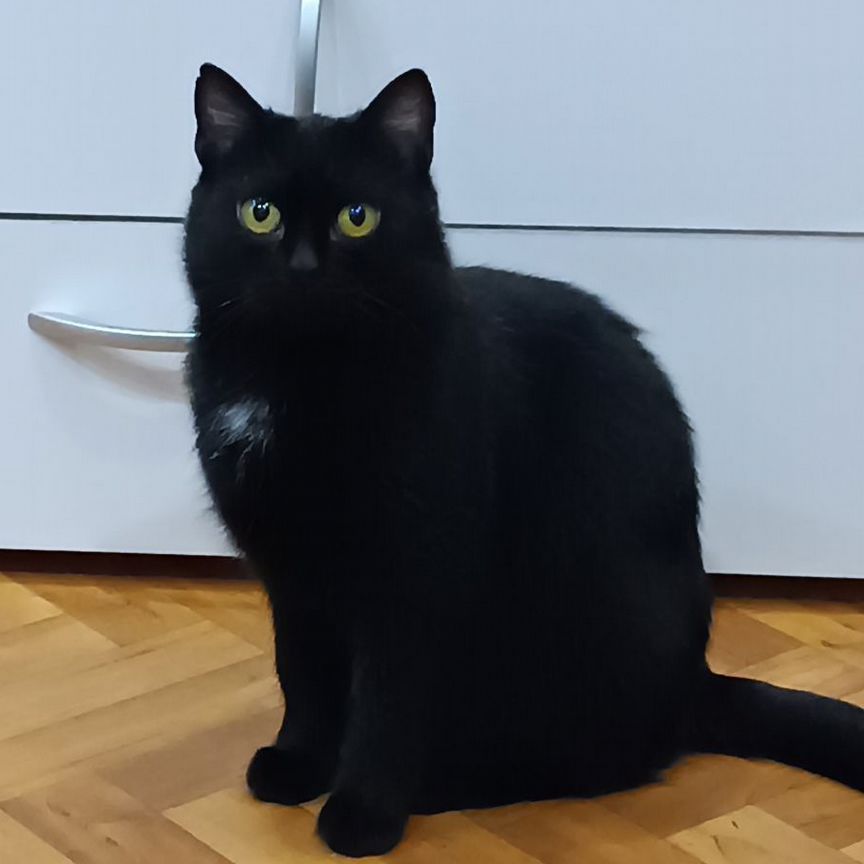 Взрослая, Девочка кошка в добрые руки