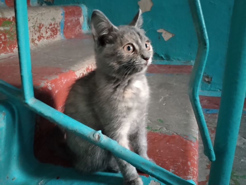 Ищу котенку дом и хорошего хозяина