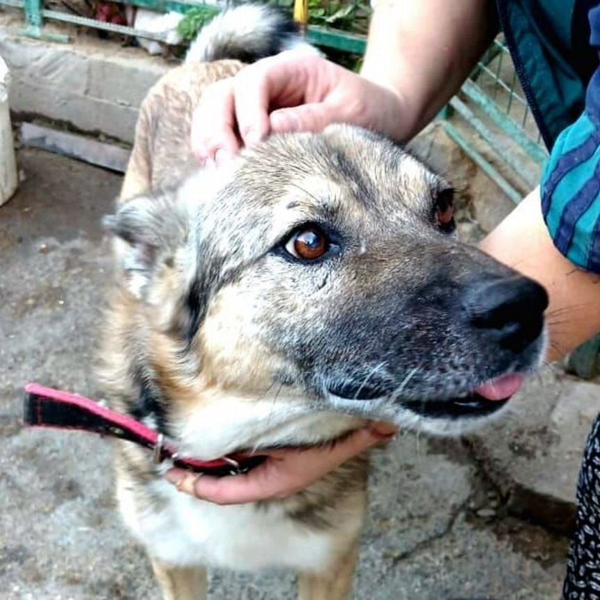 Тимур ищет дом