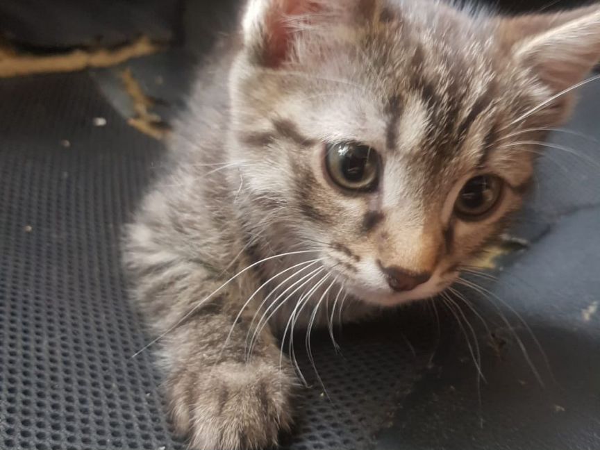 Кошка в дар бесплатно