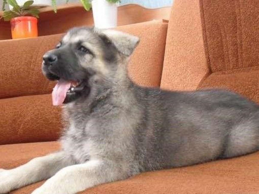 Вео-щенки восточно-европейских овчарок