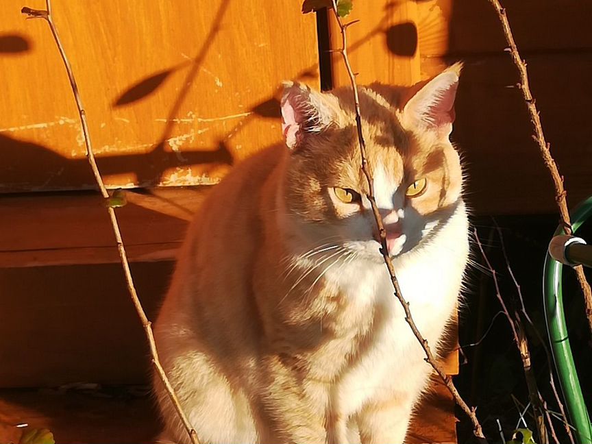Котик ищет дом