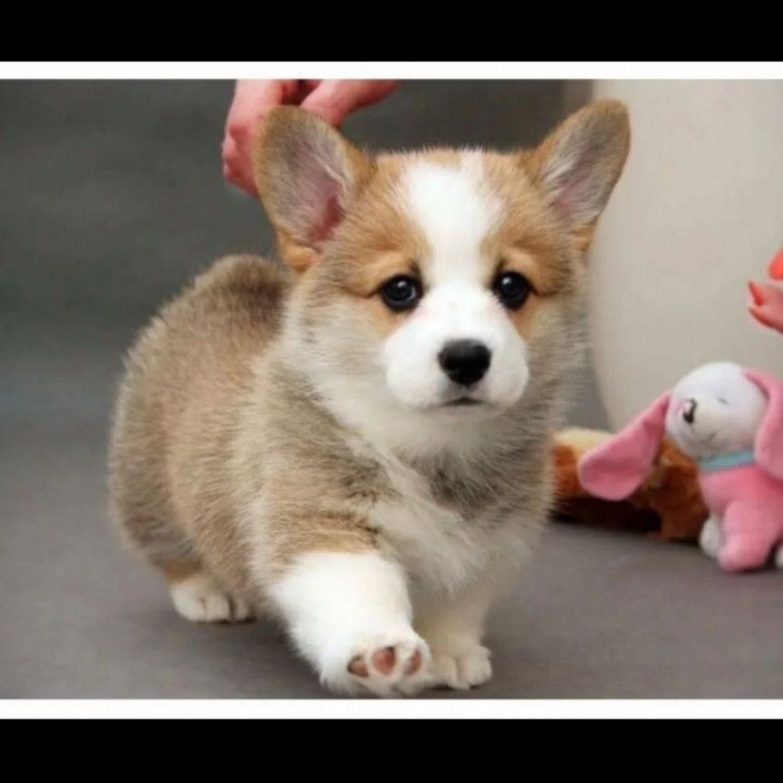 Умные Детки Вельш-корги