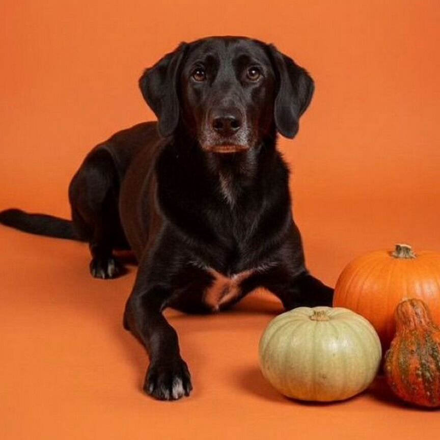 Взрослая собака в добрые руки