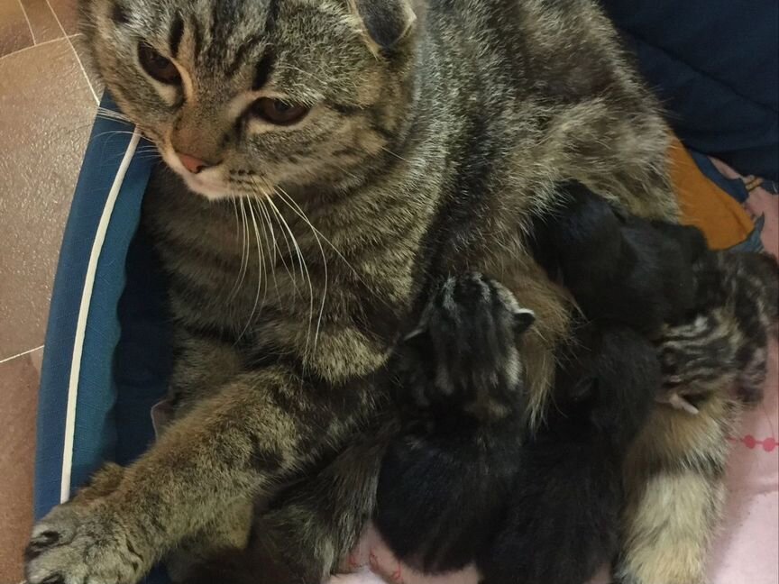 Шотландские котята
