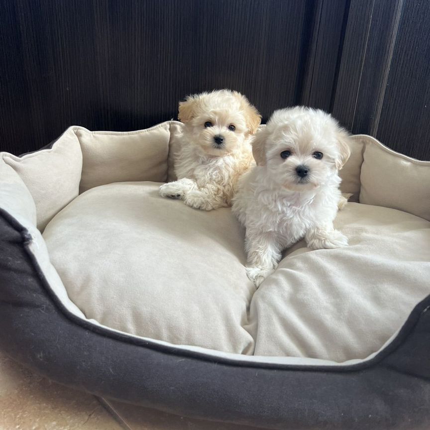 Мальтипу F1 мальчики