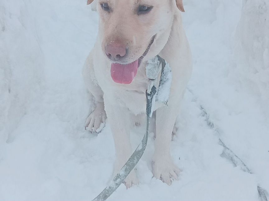 Найден кобель