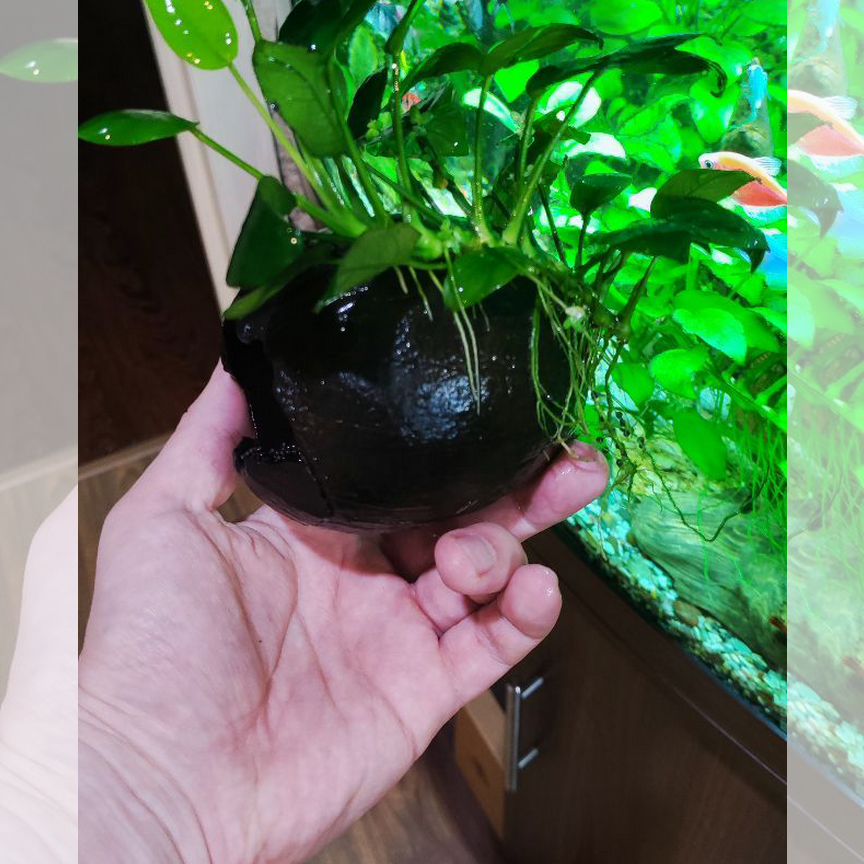 Анубиас на коряге