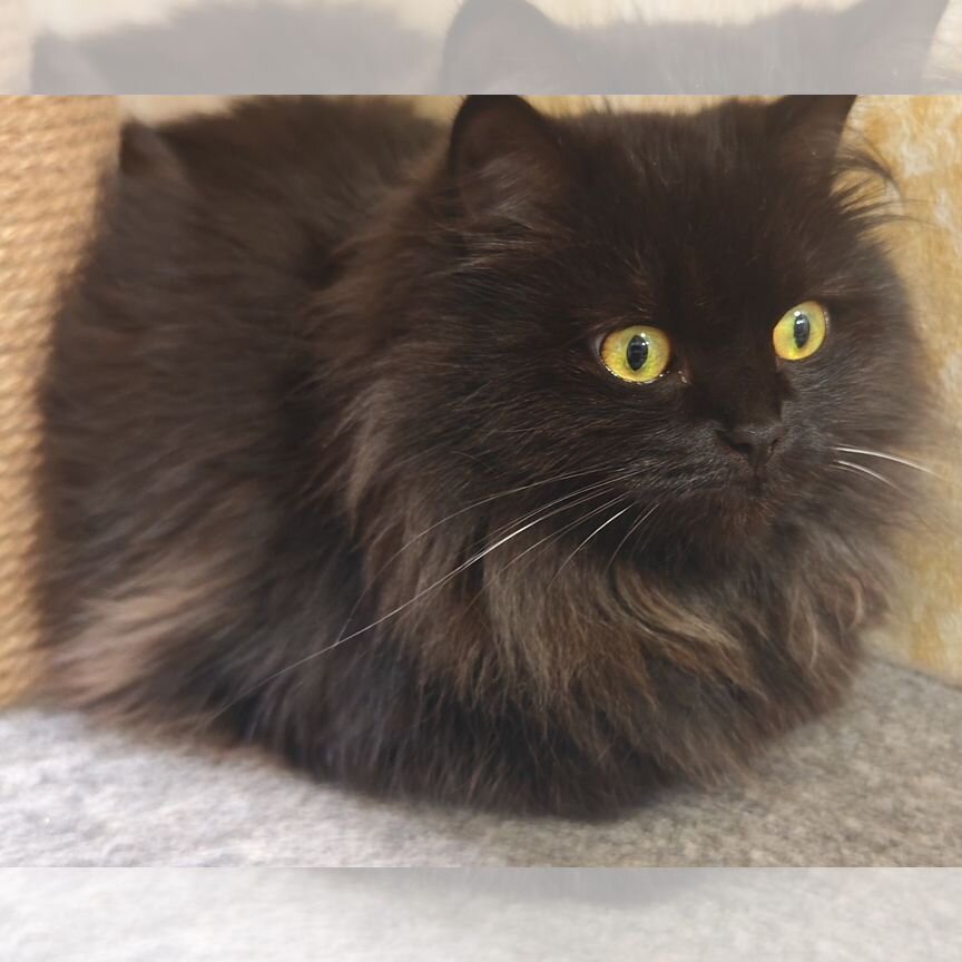 Сибирская кошка