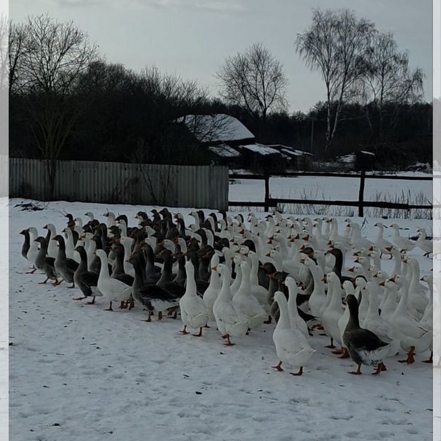 Гуси на племя и оптом