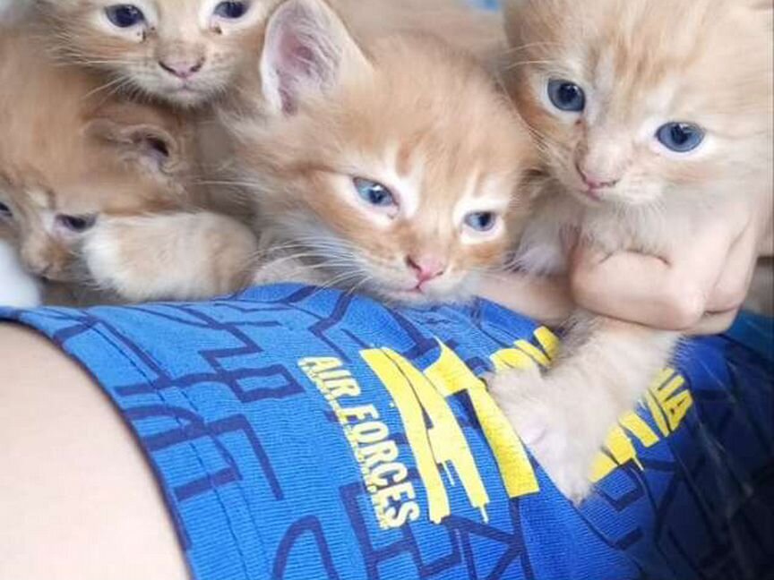 Кошка в дар бесплатно