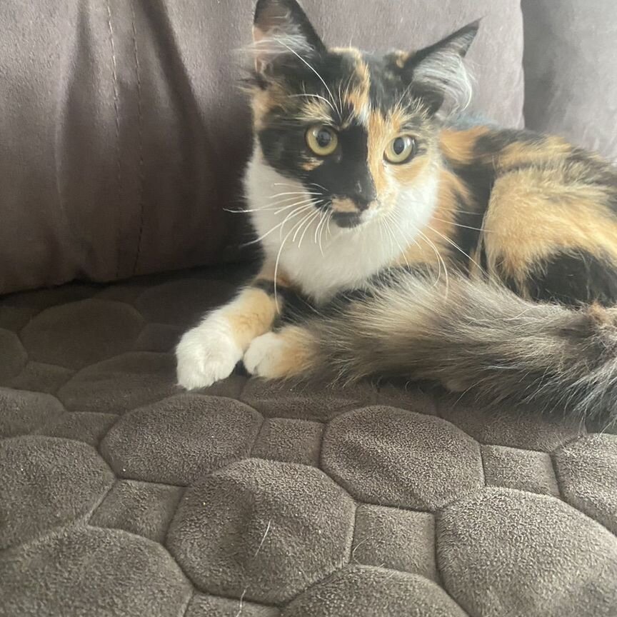 Котята в дар