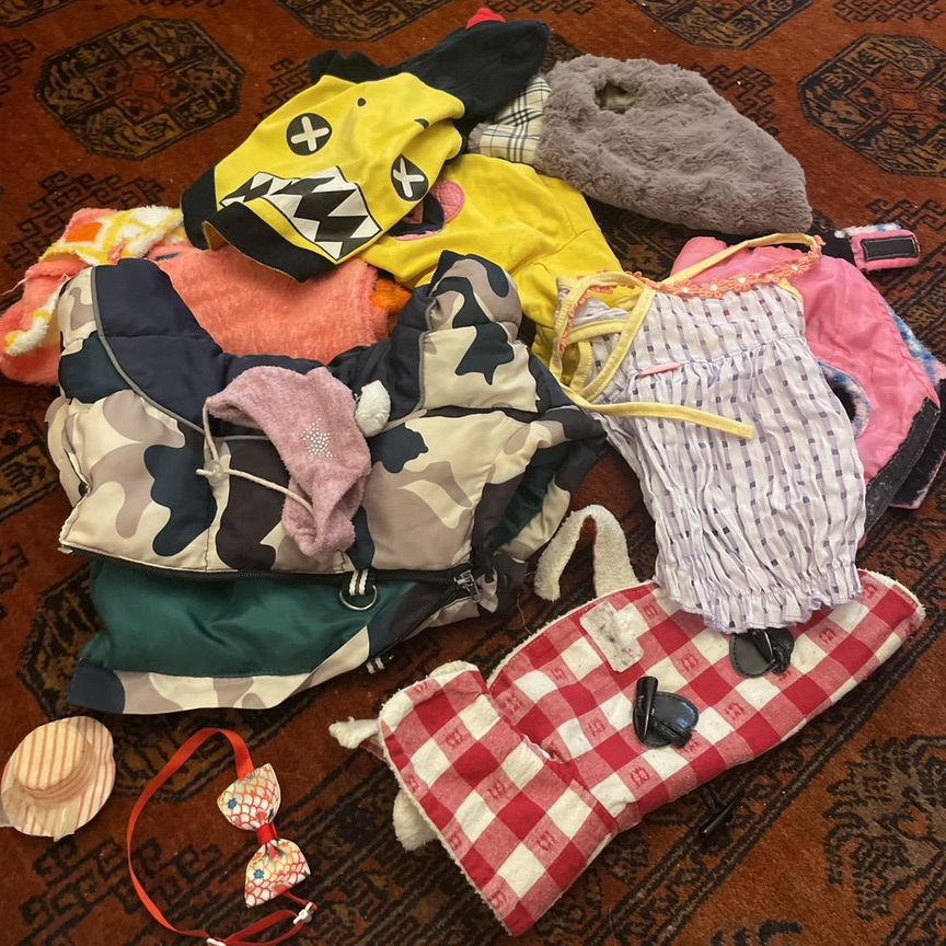 Одежда для собаки