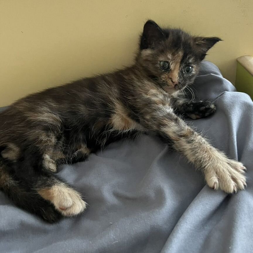 Котёнок в добрые руки