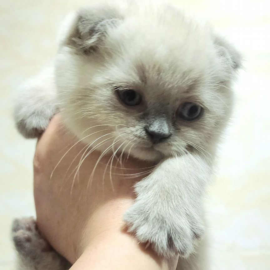Шотландский вислоухий короткошёрстный котёнок