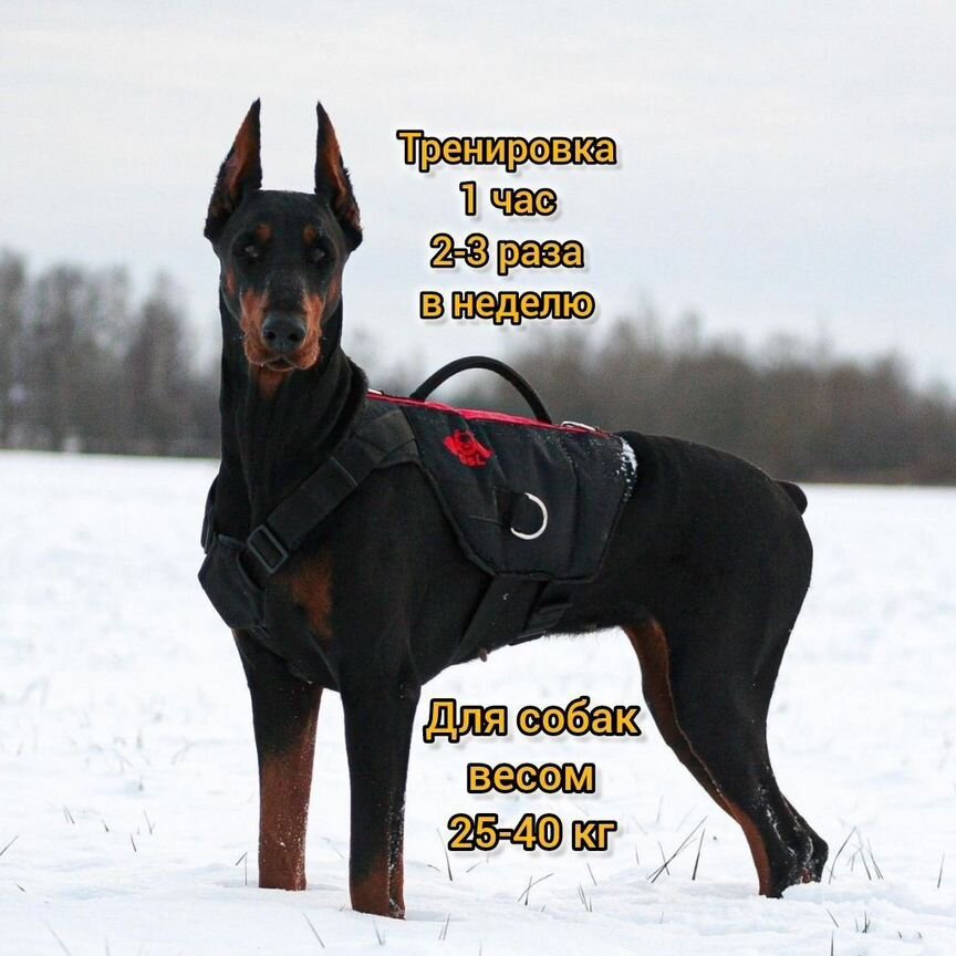 Спортивный жилет для собак с грузом 4 кг