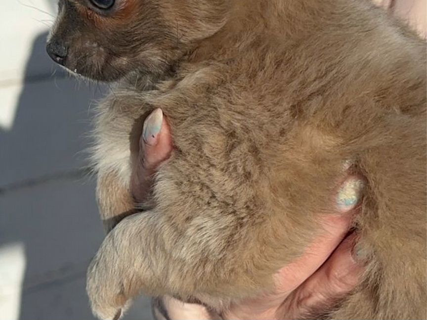 Мальчик мишутка чихуахуа