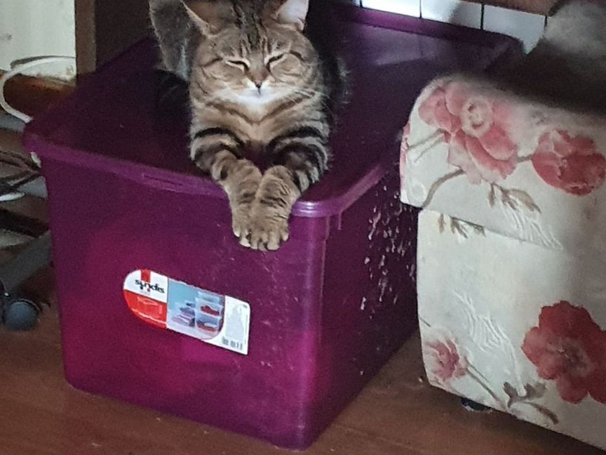 Кошка Мурка