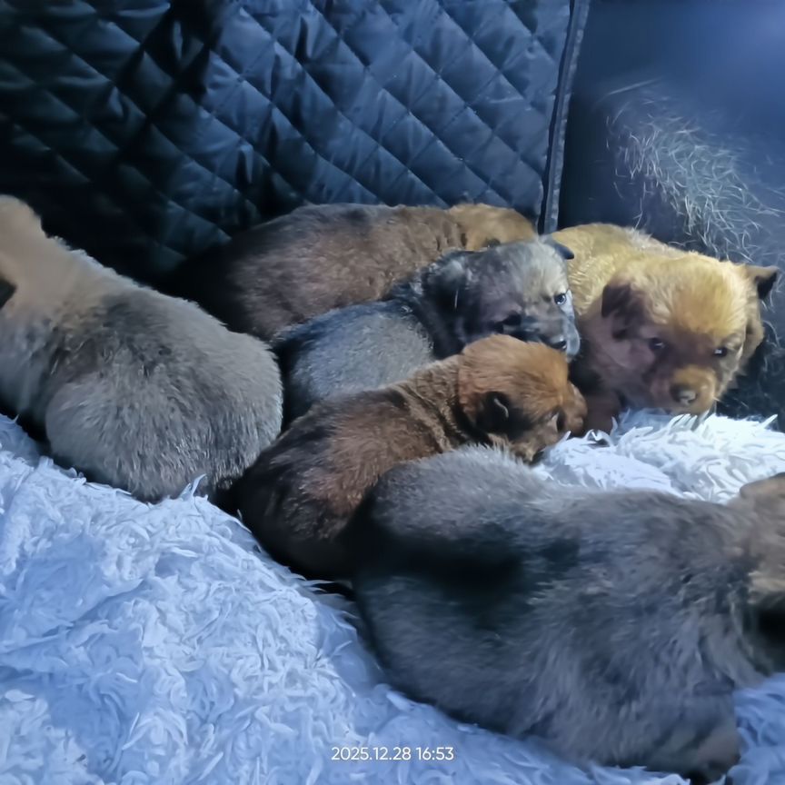 Щенок в добрые руки