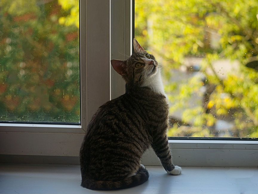 Идеальный котенок Бусинка
