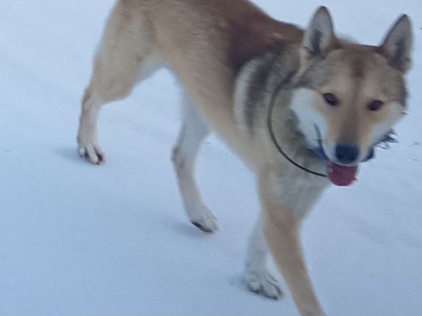 Рабочий кобель западно сибирской лайки