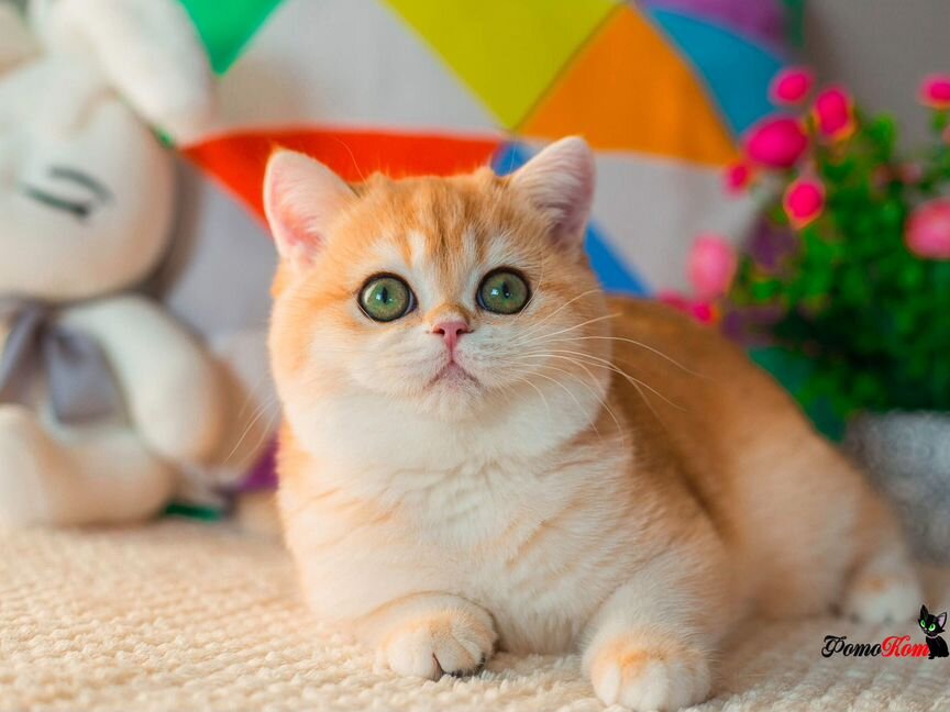 Британская очаровашка ny12