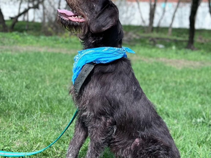 Потрясающая собака Тарзанка в дар