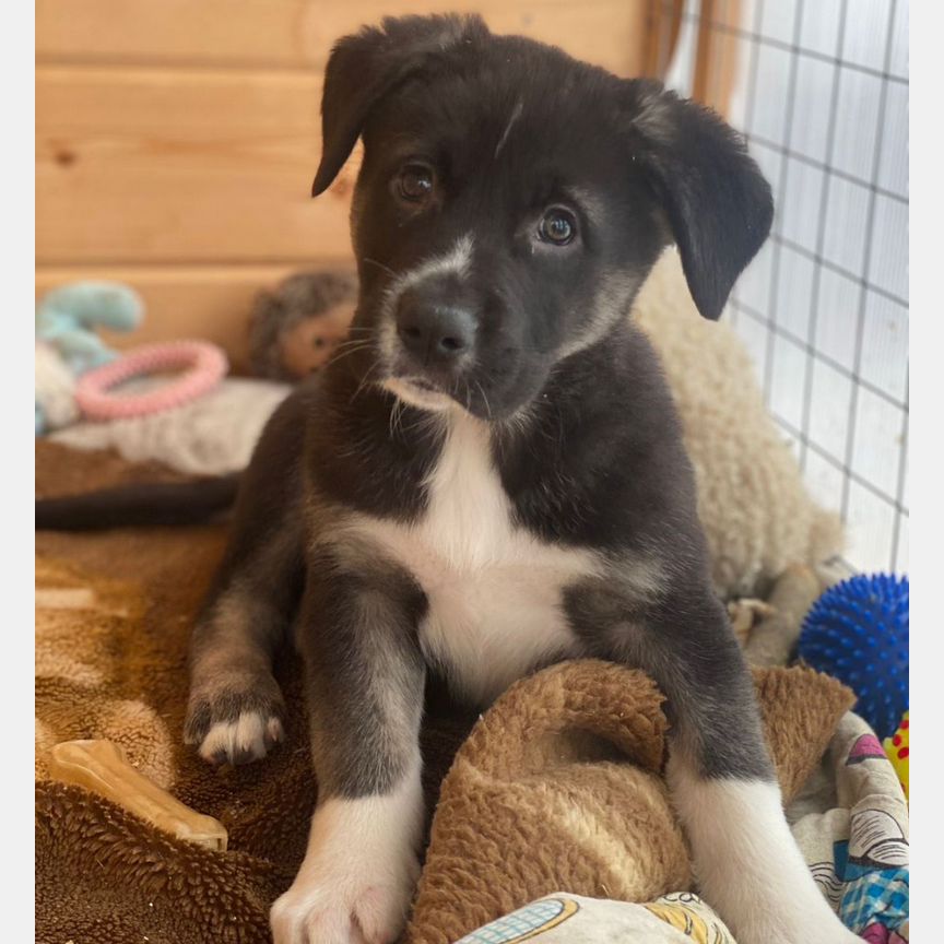 Овчаристый щенок в добрые руки