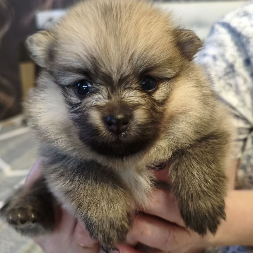 Померанский шпиц, щенок