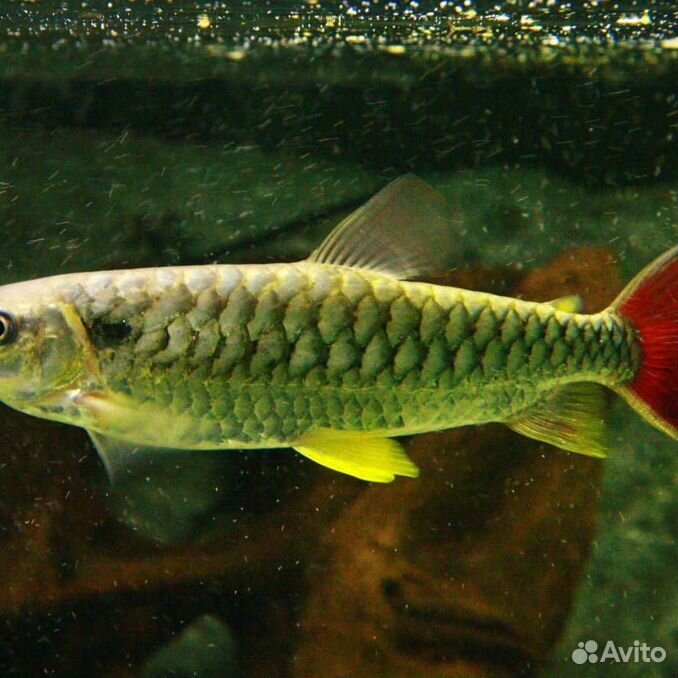 Хальцеус Краснохвостый (арт 6212)