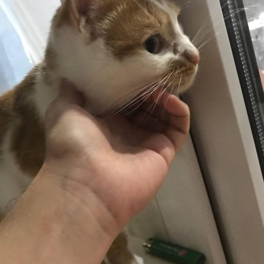 Отдаем кота
