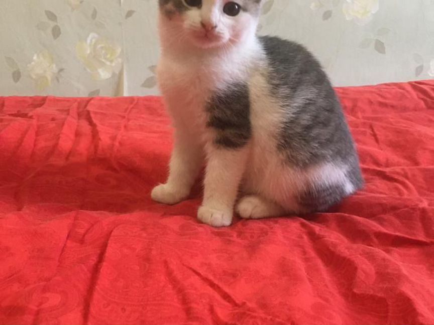 Котенок спасенный с улицы