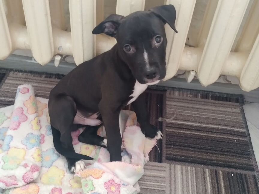 Щенки Стаффордширский терьер